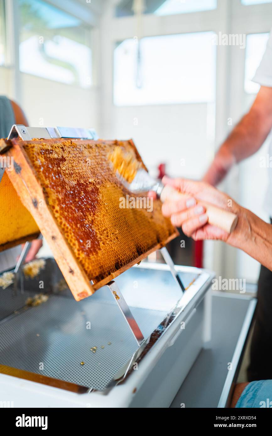 Beekeeper Uncapping Capped Honeycombs with a Capping Scratcher in ...