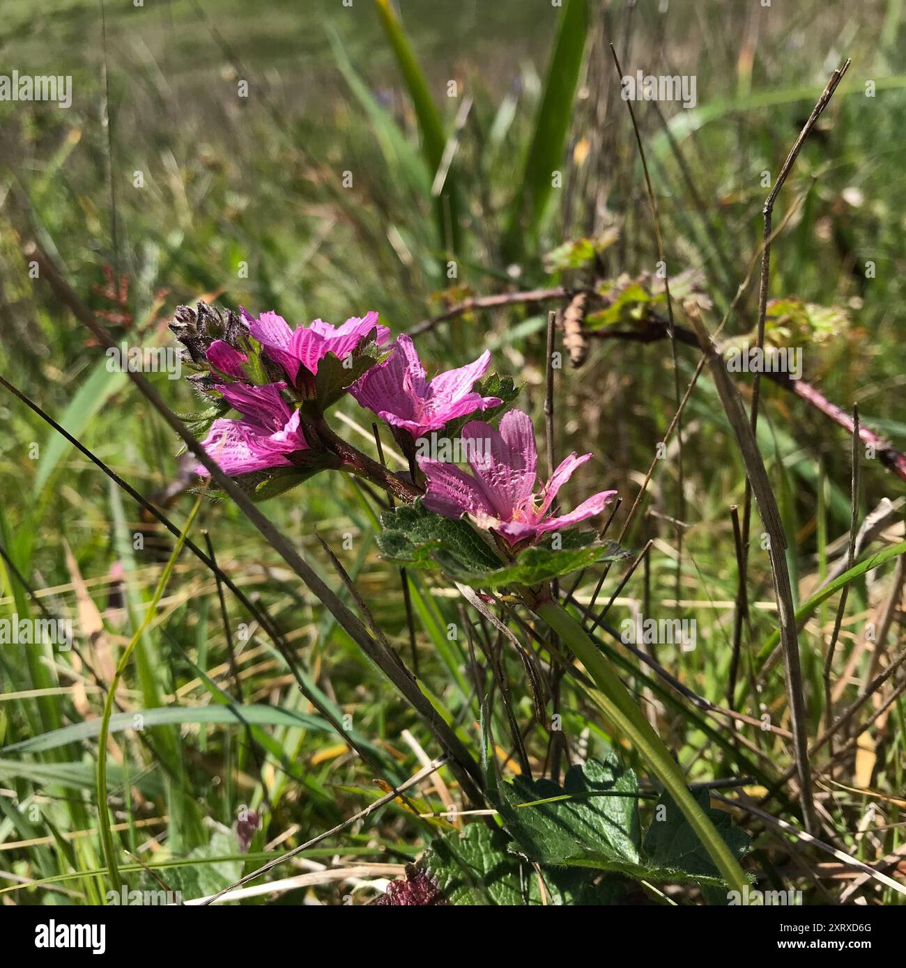 purple-stemmed checkerbloom (Sidalcea malviflora purpurea) Plantae ...
