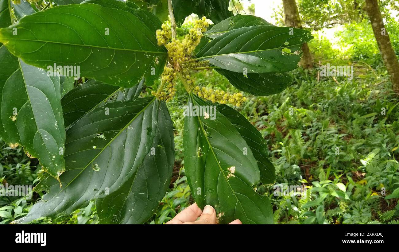 (Claoxylon carolinianum) Plantae Stock Photo - Alamy