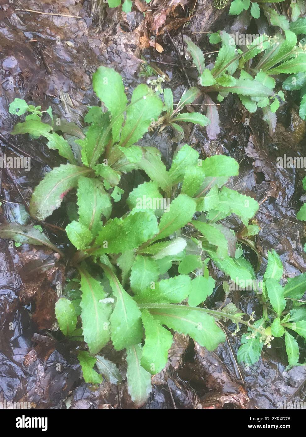 Lettuceleaf Saxifrage (Micranthes micranthidifolia) Plantae Stock Photo ...