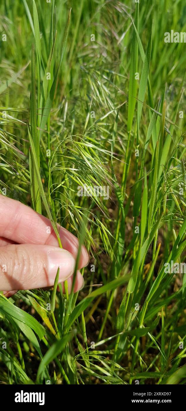 Cheatgrass (Bromus tectorum) Plantae Stock Photo - Alamy