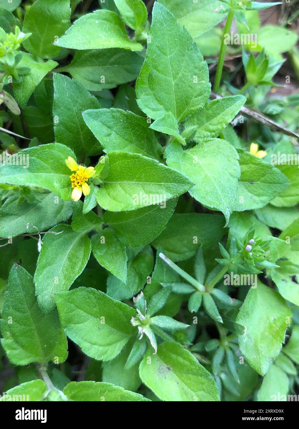 straggler daisy (Calyptocarpus vialis) Plantae Stock Photo - Alamy