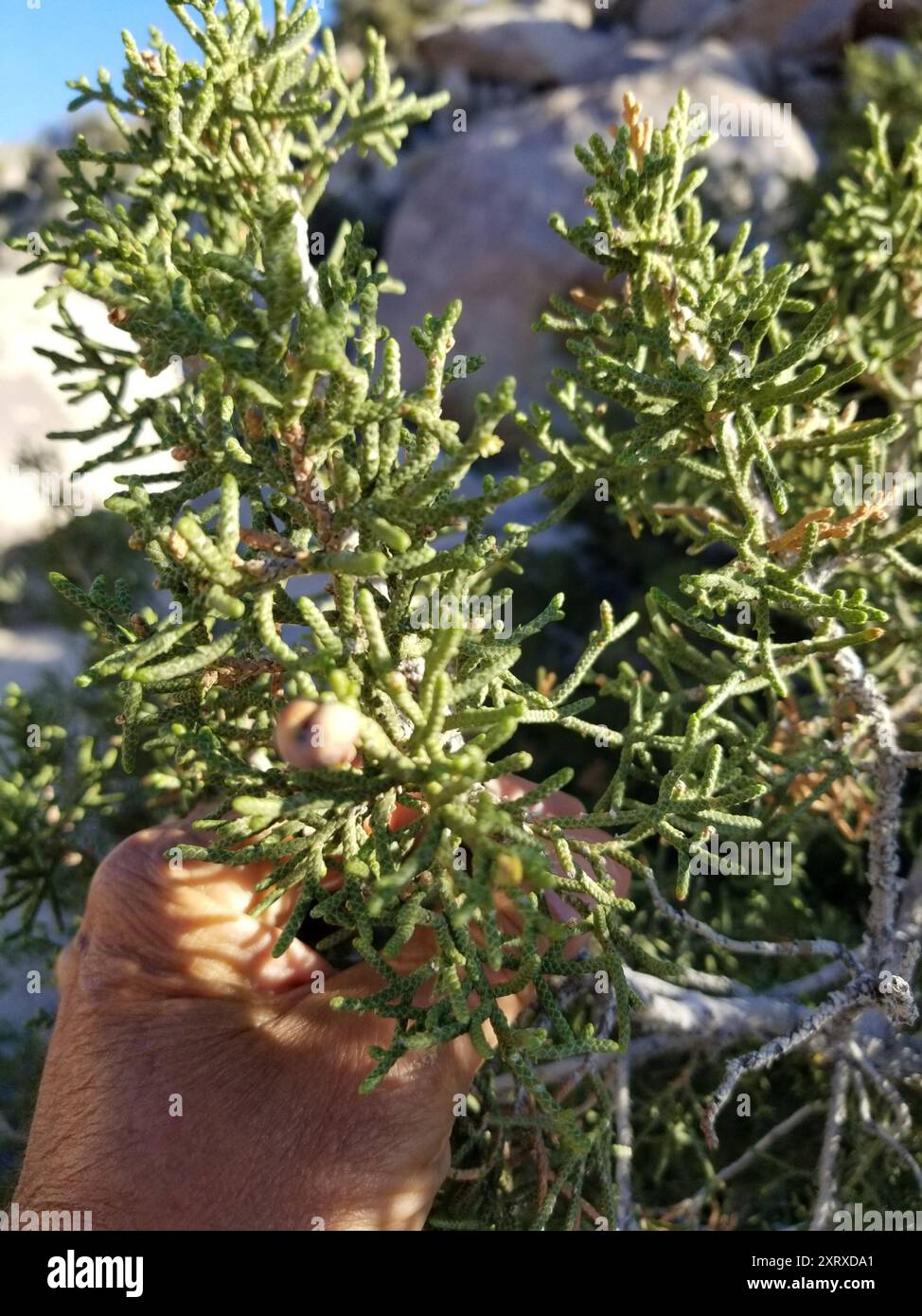 California juniper (Juniperus californica) Plantae Stock Photo - Alamy