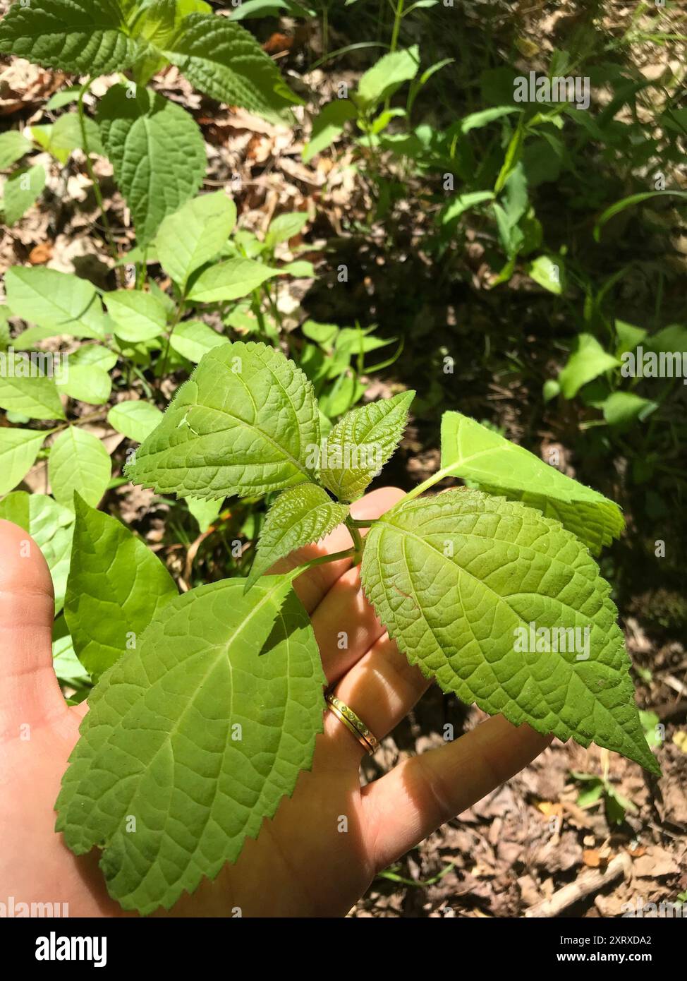 citronella horse balm (Collinsonia canadensis) Plantae Stock Photo - Alamy