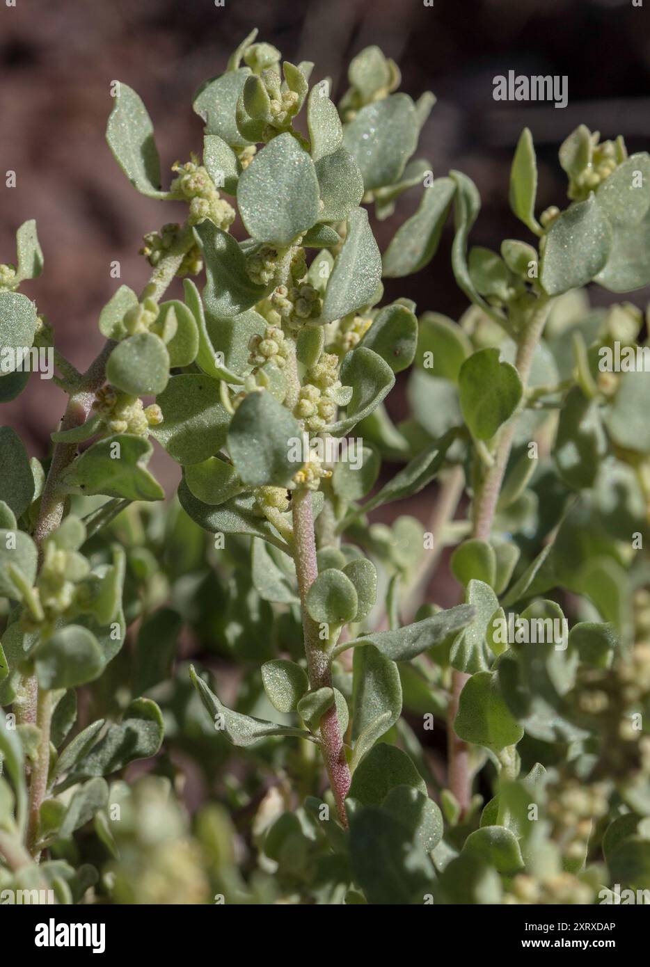 Shadscale Saltbush (Atriplex confertifolia) Plantae Stock Photo - Alamy
