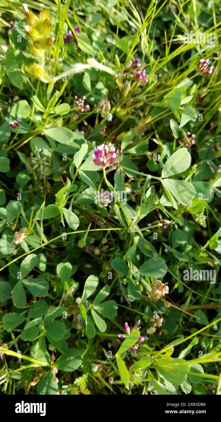 pinpoint clover (Trifolium gracilentum) Plantae Stock Photo - Alamy