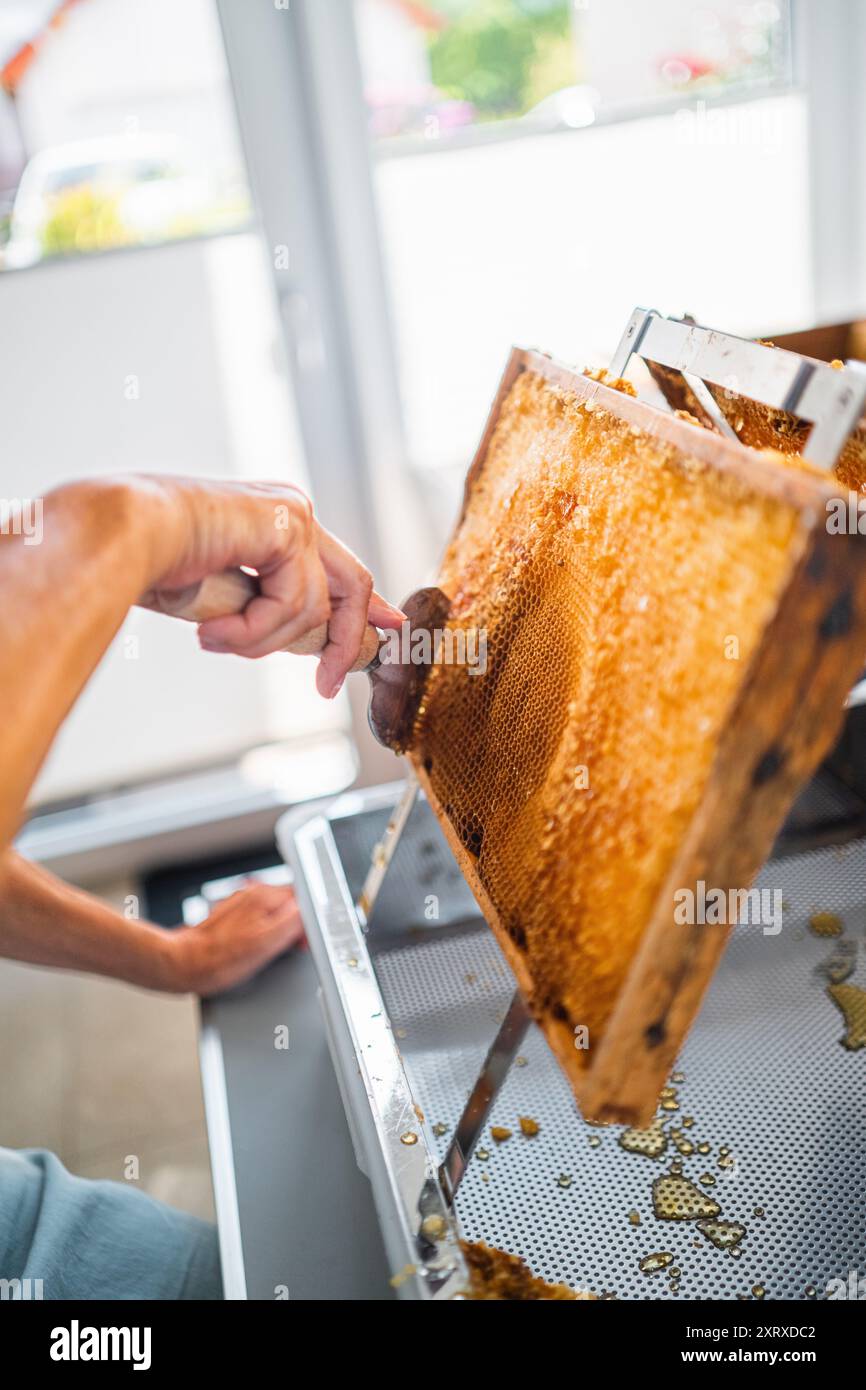 Beekeeper with Honycomb Capping Scratcher Uncapping Beehive Frame Stock ...