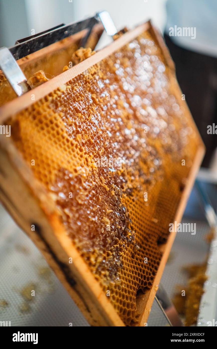 Glossy Shiny Hony Dripping Down the Beehive Frame Out of the Honeycomb ...
