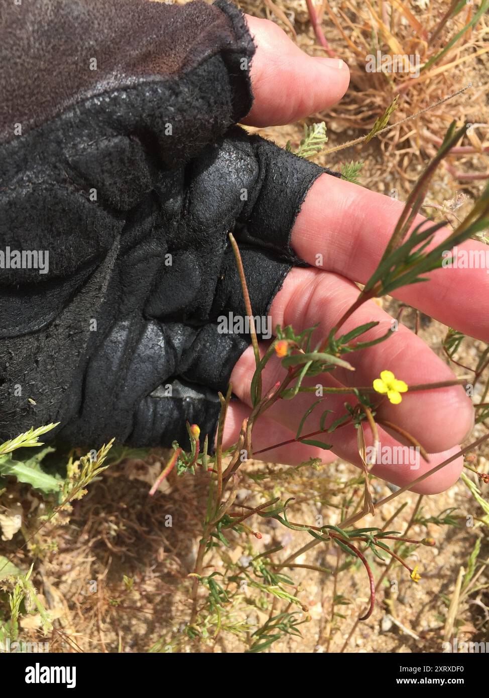sandysoil suncup (Camissonia strigulosa) Plantae Stock Photo - Alamy