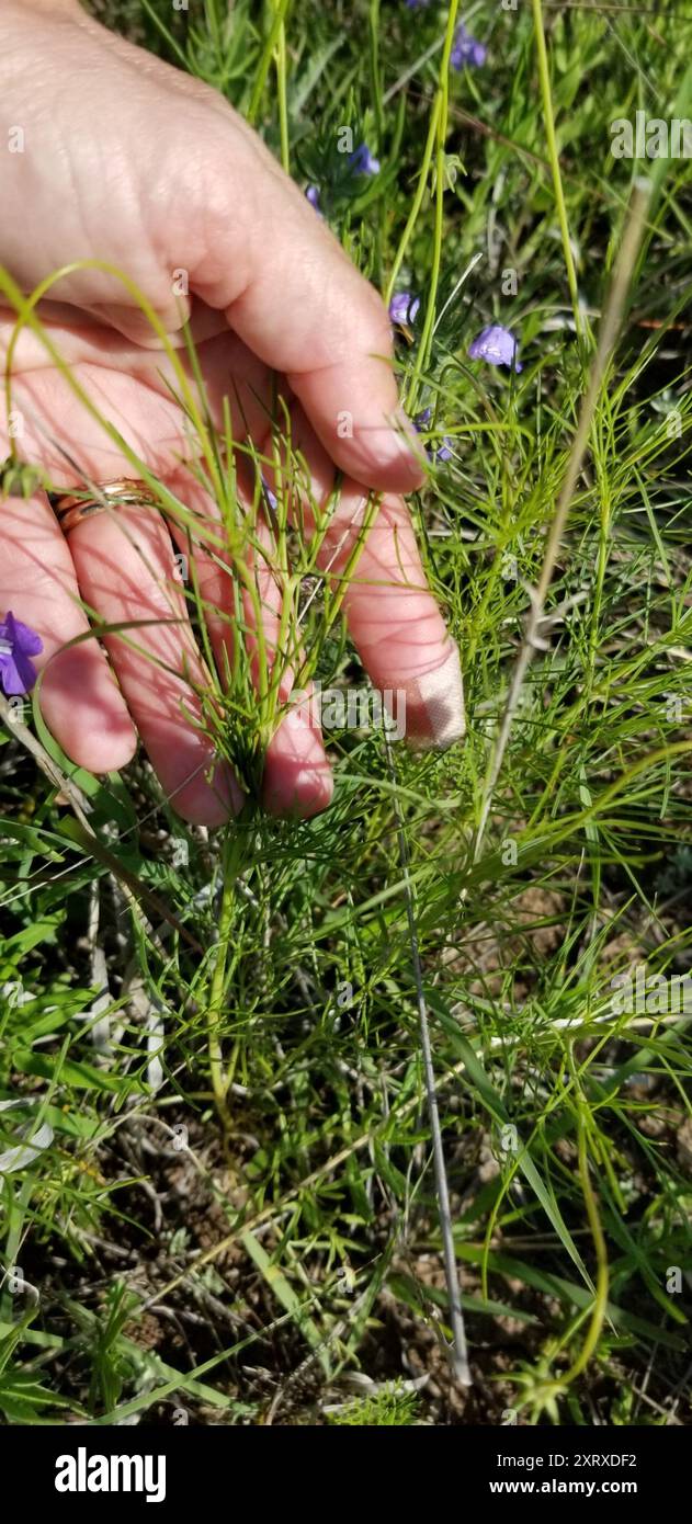 stiff greenthread (Thelesperma filifolium) Plantae Stock Photo - Alamy