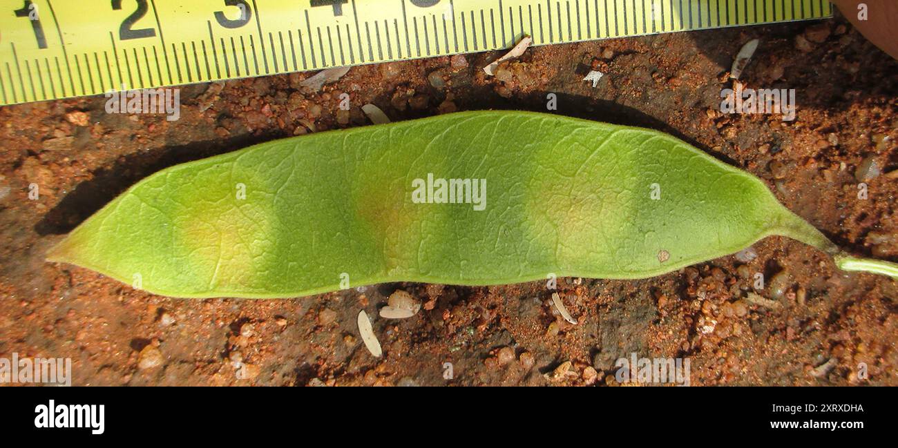 Blue Thorn (Senegalia erubescens) Plantae Stock Photo - Alamy