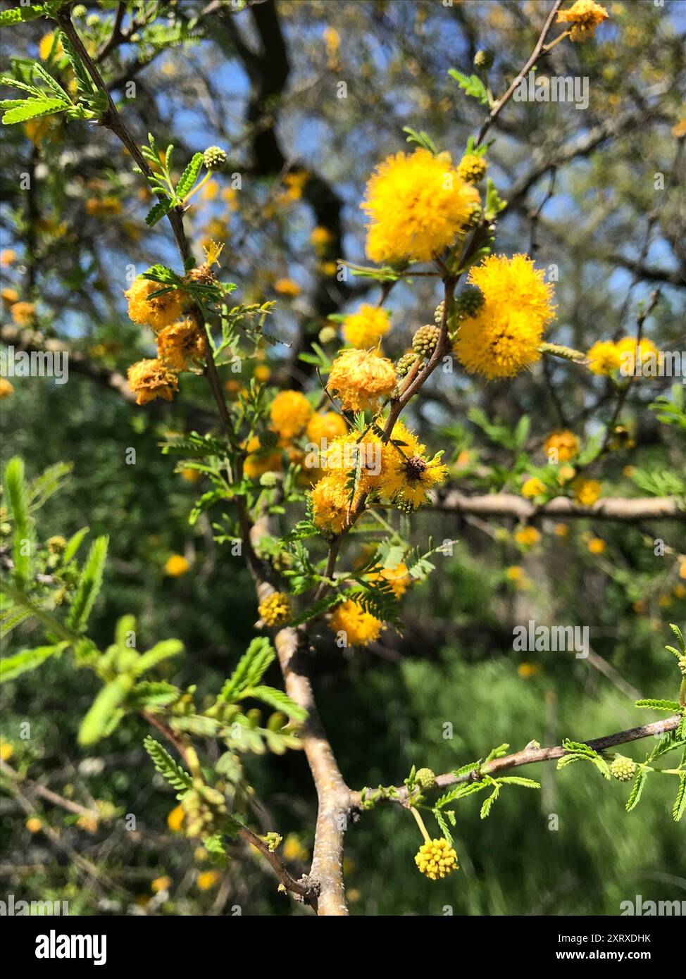 Sweet acacia (Vachellia farnesiana) Plantae Stock Photo - Alamy