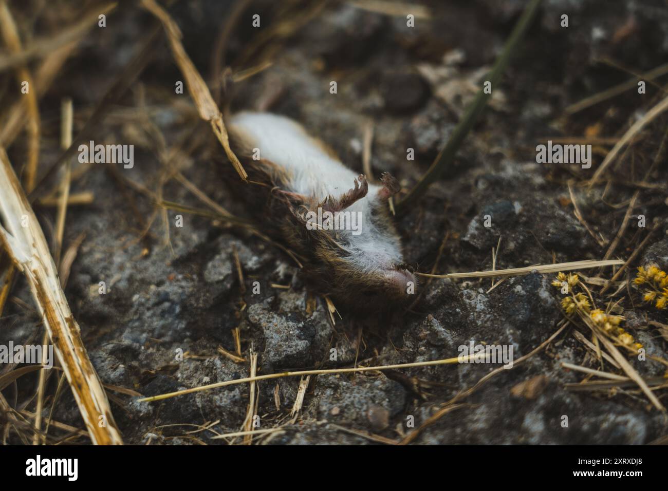 Dead mouse green grass hi-res stock photography and images - Alamy