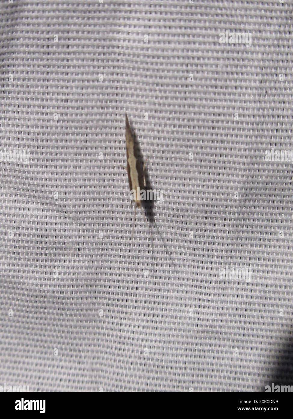 Diamondback Moth (Plutella xylostella) Insecta Stock Photo - Alamy