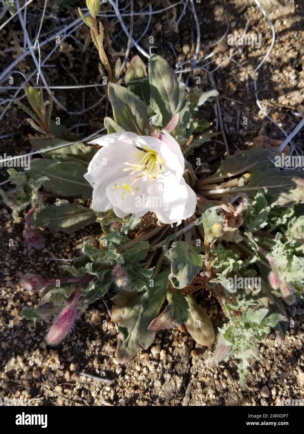 California evening primrose (Oenothera californica) Plantae Stock Photo ...
