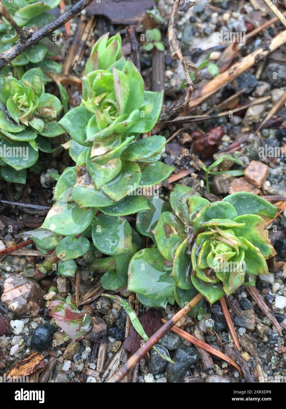 stonecrop family (Crassulaceae) Plantae Stock Photo - Alamy