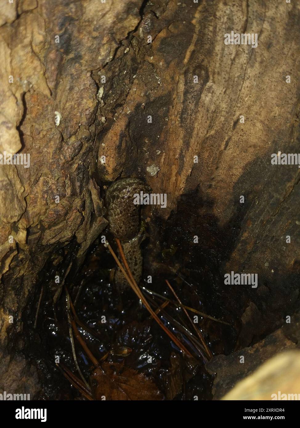 Megapallifera hi-res stock photography and images - Alamy