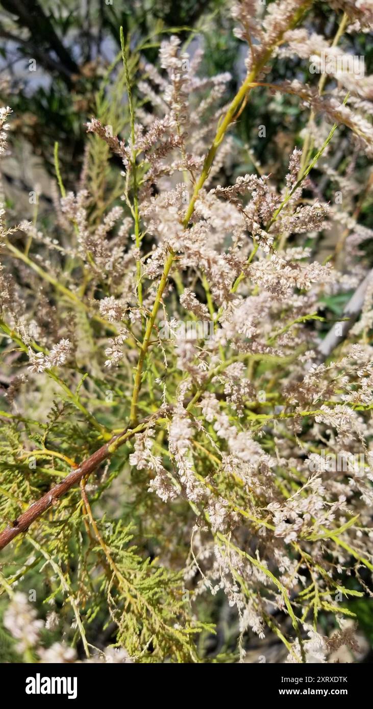 saltcedar (Tamarix ramosissima) Plantae Stock Photo - Alamy