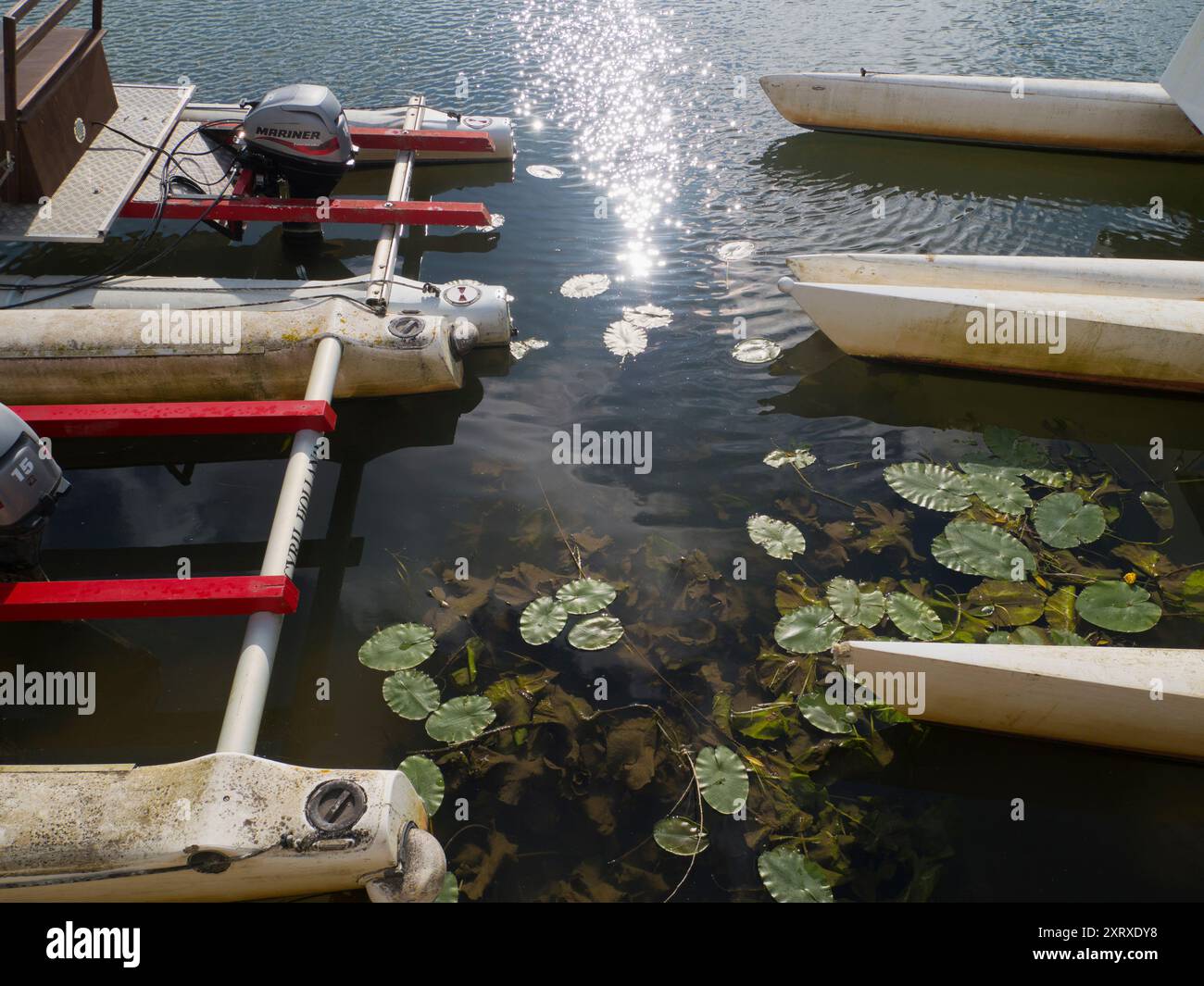 A vision of abstract beauty in nature - lily pads. sun, shimmering ...