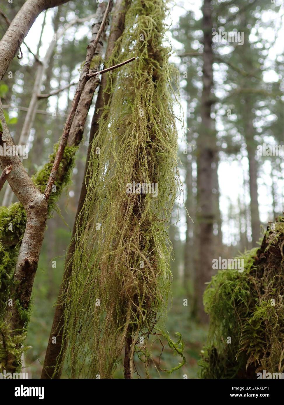 Cat's Tail Moss (Pseudisothecium stoloniferum) Plantae Stock Photo - Alamy