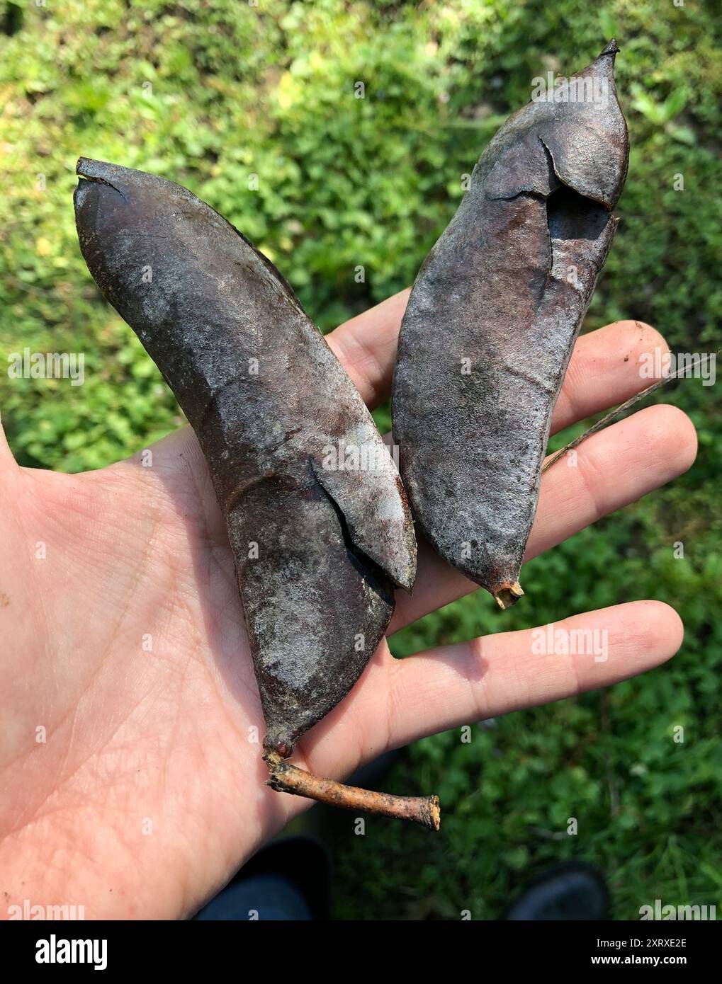 Kentucky coffeetree (Gymnocladus dioicus) Plantae Stock Photo - Alamy