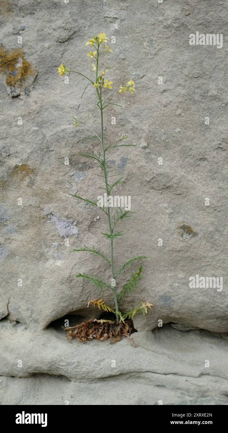 Tall Tumblemustard (Sisymbrium altissimum) Plantae Stock Photo - Alamy
