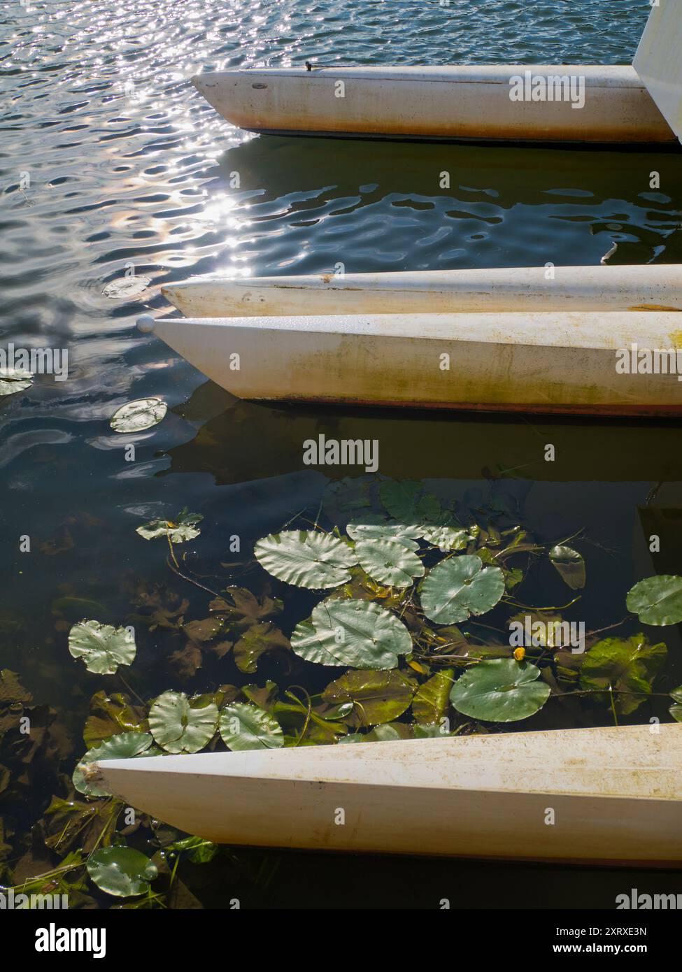 A vision of abstract beauty in nature - lily pads. sun, shimmering ...