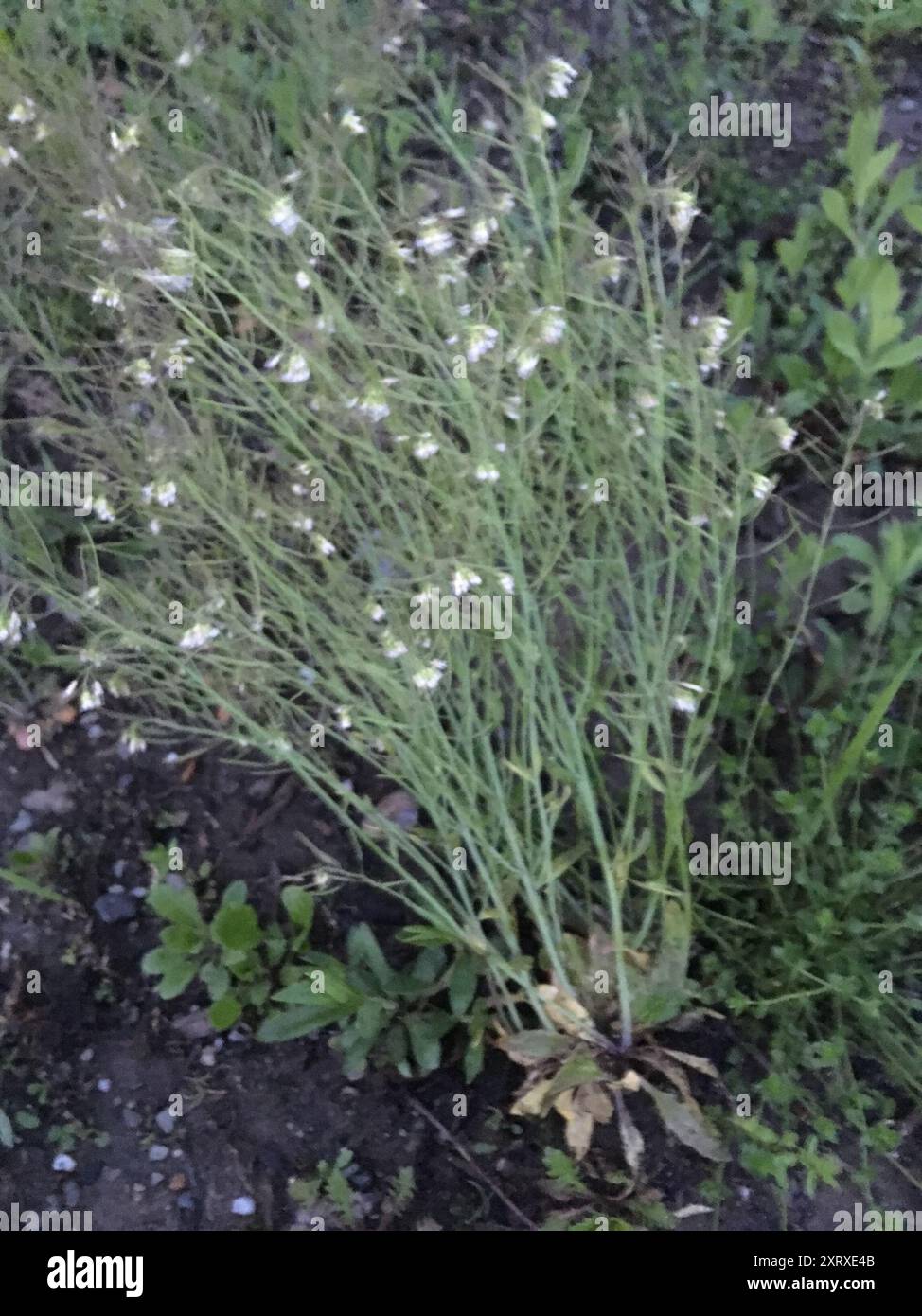 mouse-ear cress (Arabidopsis thaliana) Plantae Stock Photo - Alamy