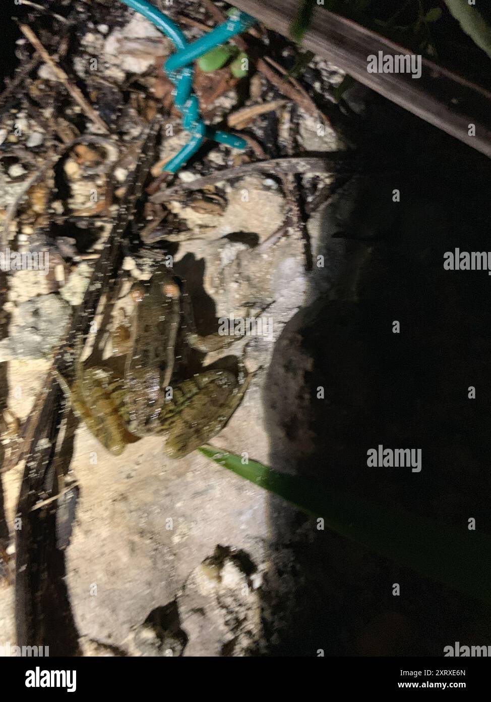 Lithobates brownorum hi-res stock photography and images - Alamy