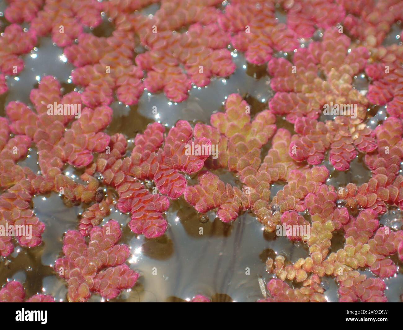 water fern (Azolla filiculoides) Plantae Stock Photo - Alamy