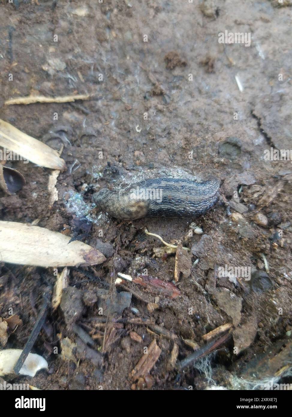 Leopard Slug (Limax maximus) Mollusca Stock Photo - Alamy
