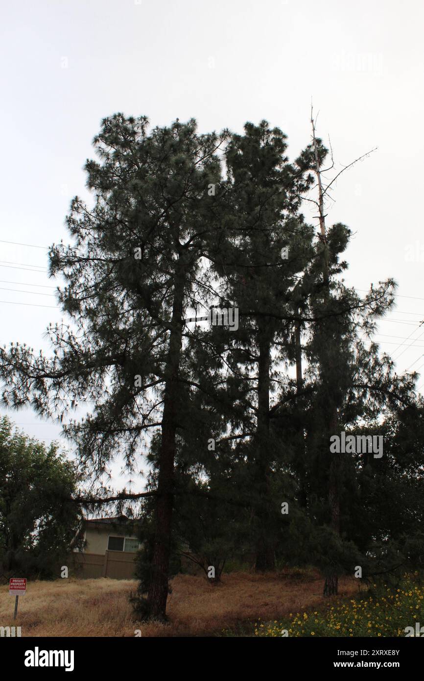 gray pine (Pinus sabiniana) Plantae Stock Photo - Alamy