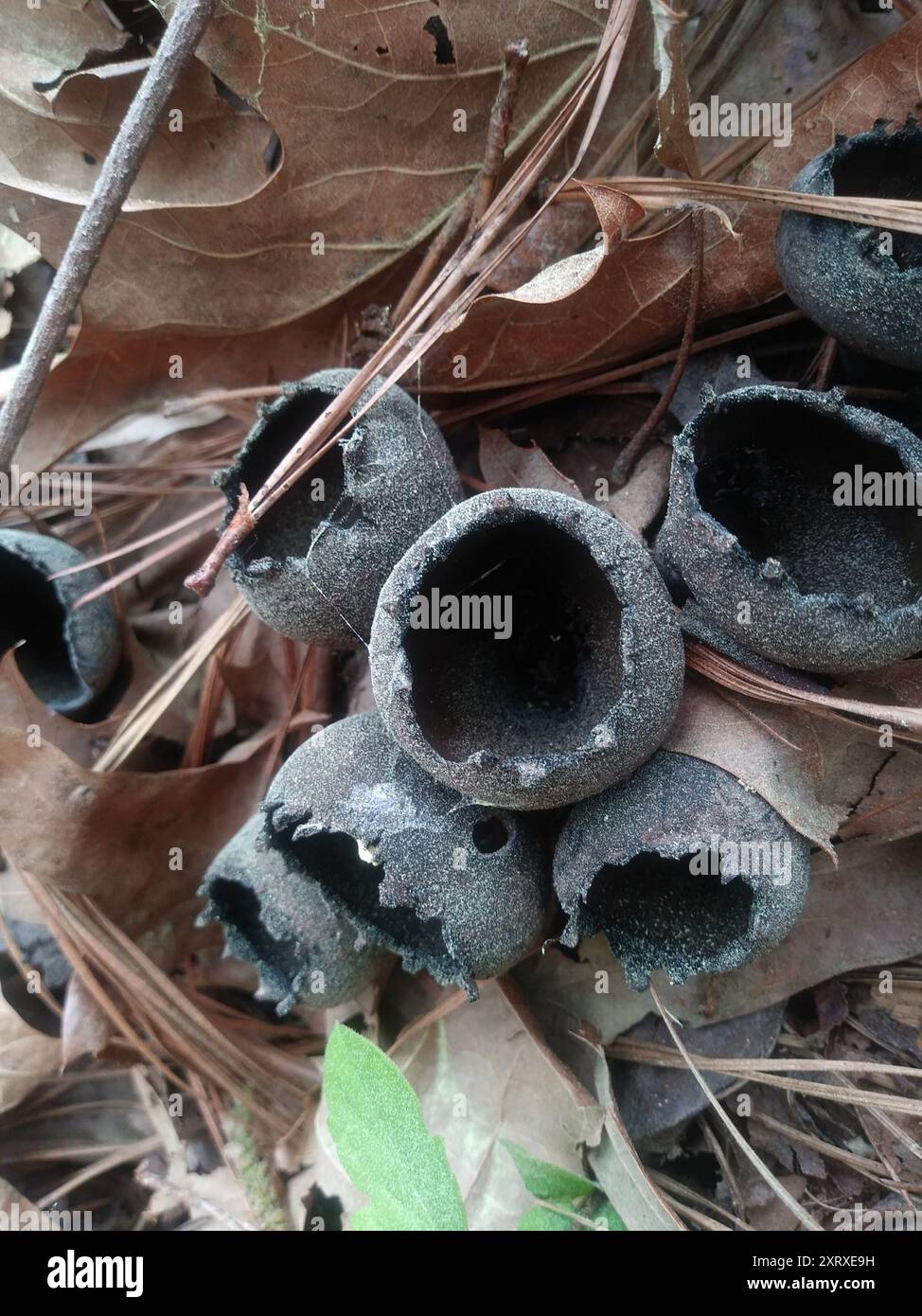 devil's urn (Urnula craterium) Fungi Stock Photo - Alamy