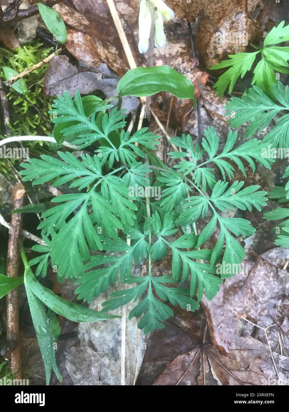 squirrel corn (Dicentra canadensis) Plantae Stock Photo - Alamy
