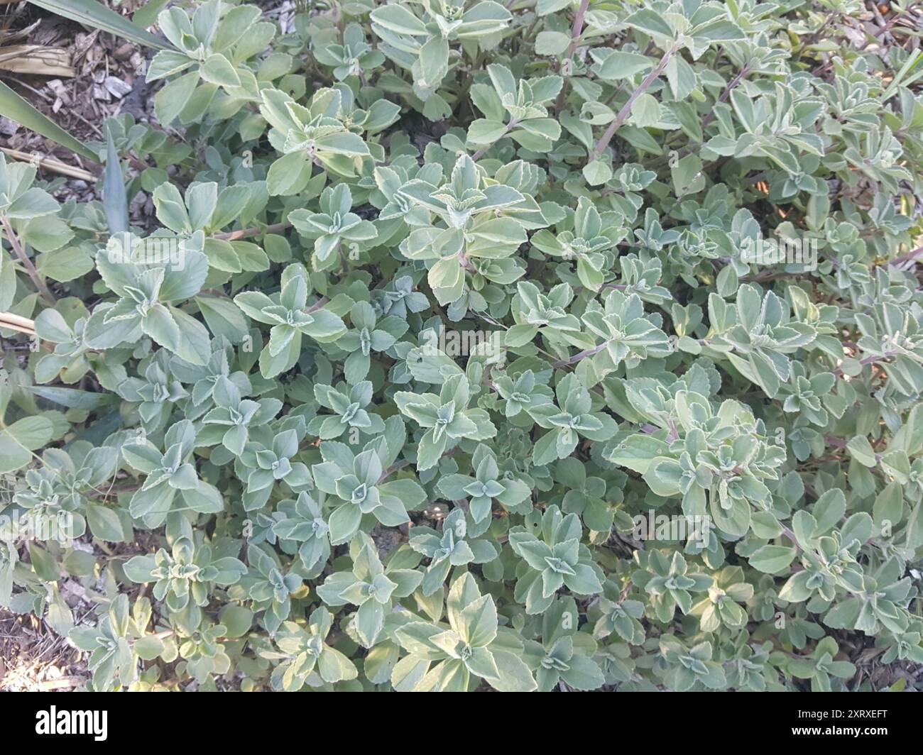 Lobster flower (Coleus neochilus) Plantae Stock Photo - Alamy