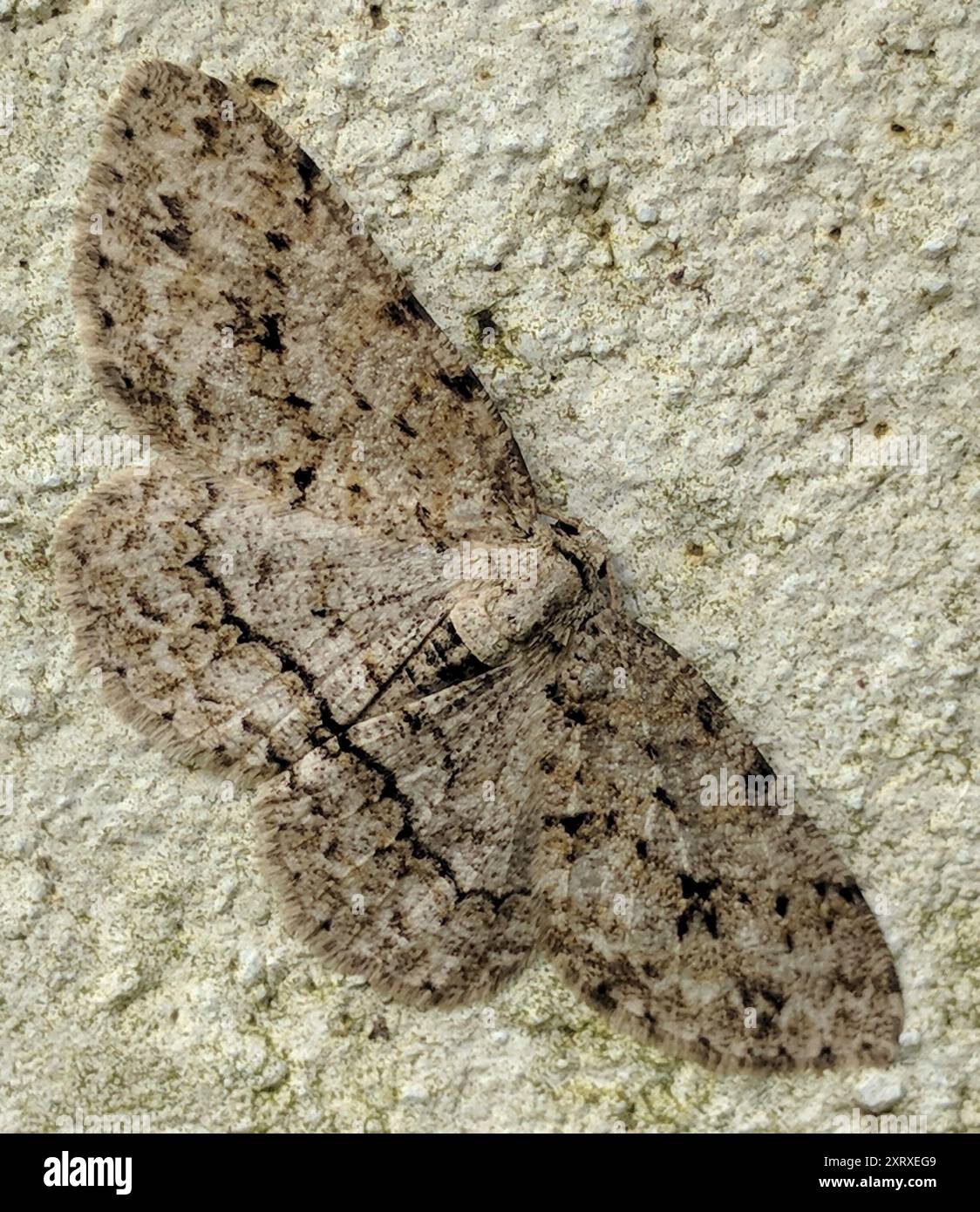 Small Engrailed (Ectropis crepuscularia) Insecta Stock Photo - Alamy