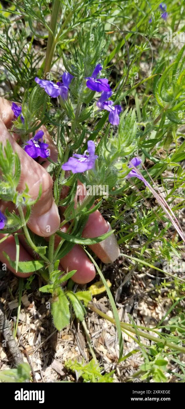Texas Sage (Salvia texana) Plantae Stock Photo - Alamy