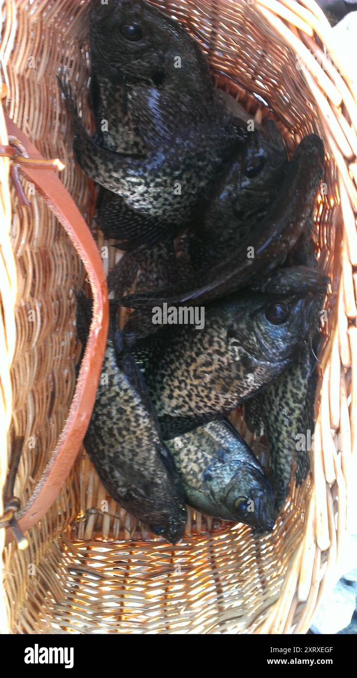 Black Crappie (Pomoxis nigromaculatus) Actinopterygii Stock Photo - Alamy