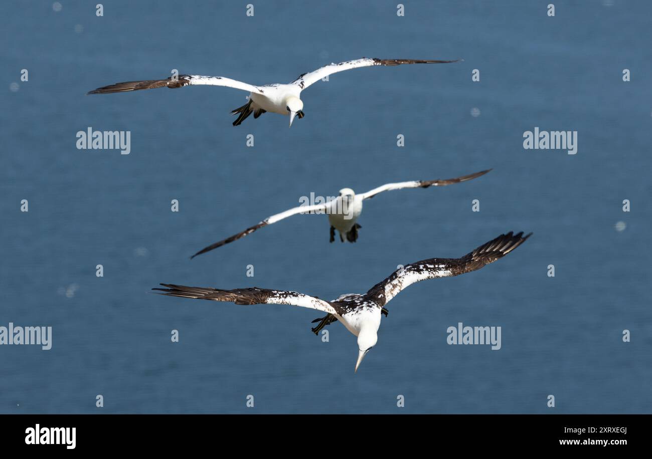 The Gannet is the largest of the UK's seabirds. These spectacular ...