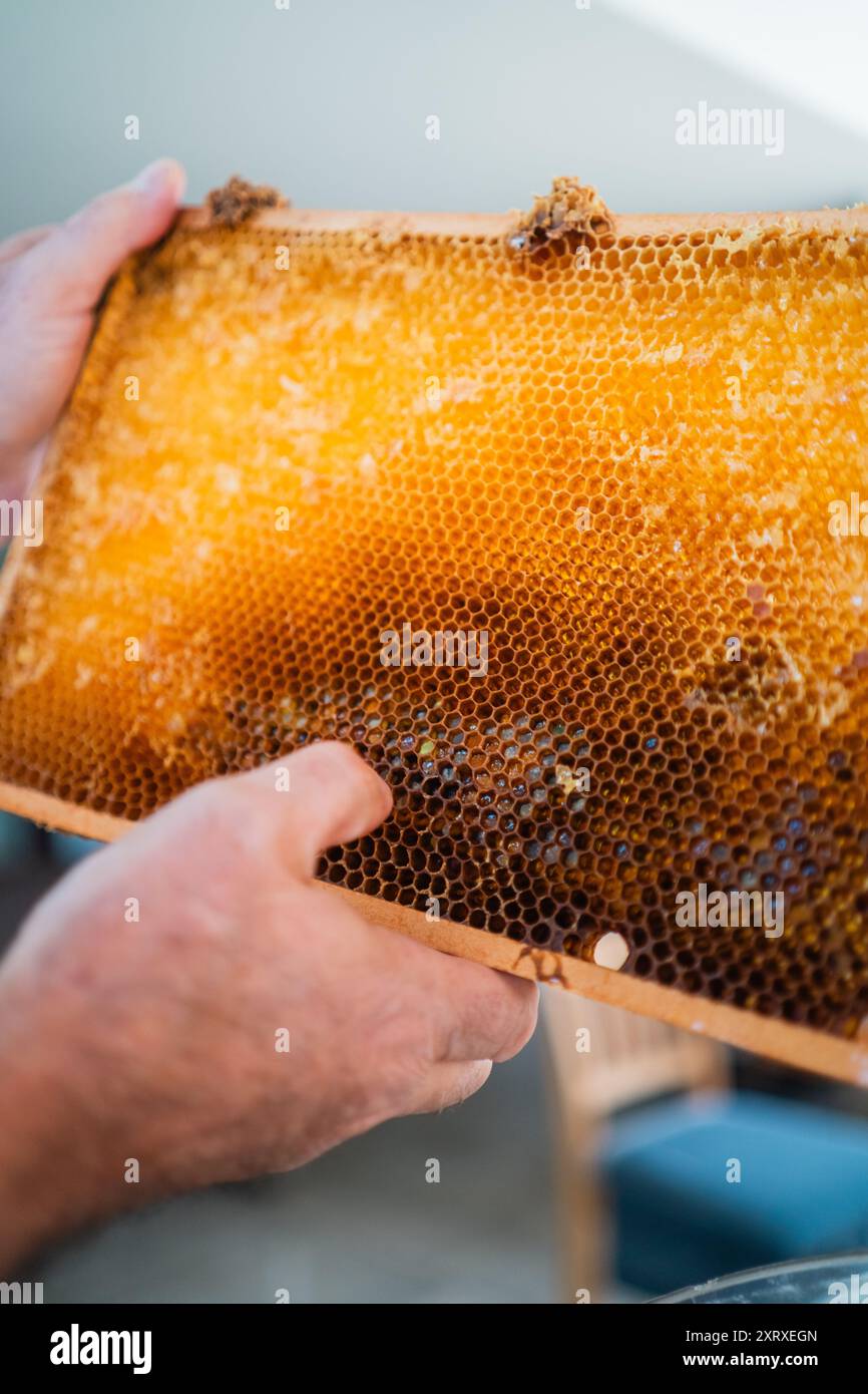 Hand Pointing to the Honey within a the Honeycombs of a Beehive Frame ...