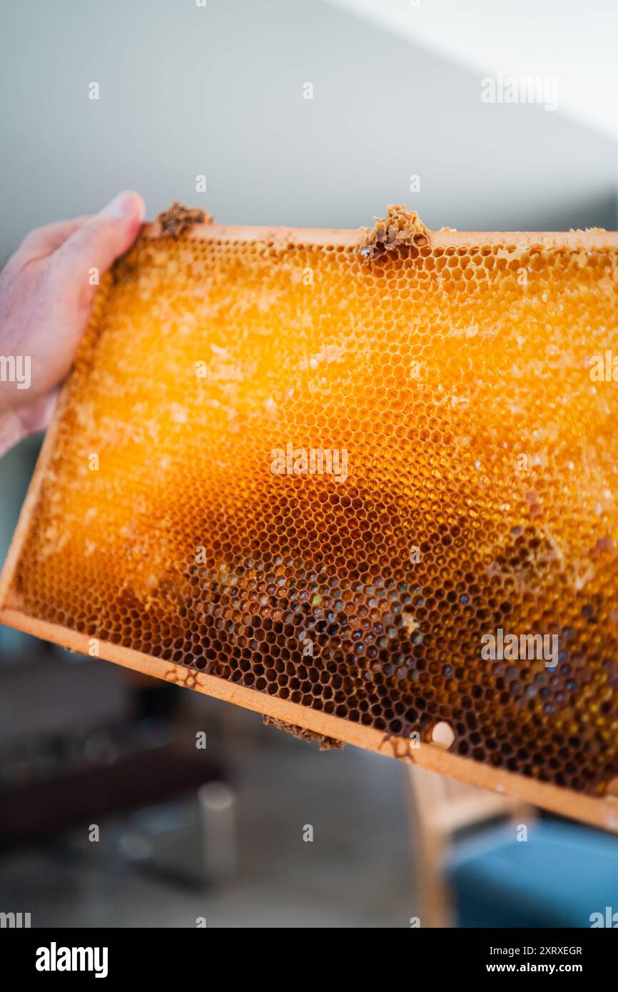 Hand Holding a Beehive Frame Filled with Honey within a the Honeycombs ...