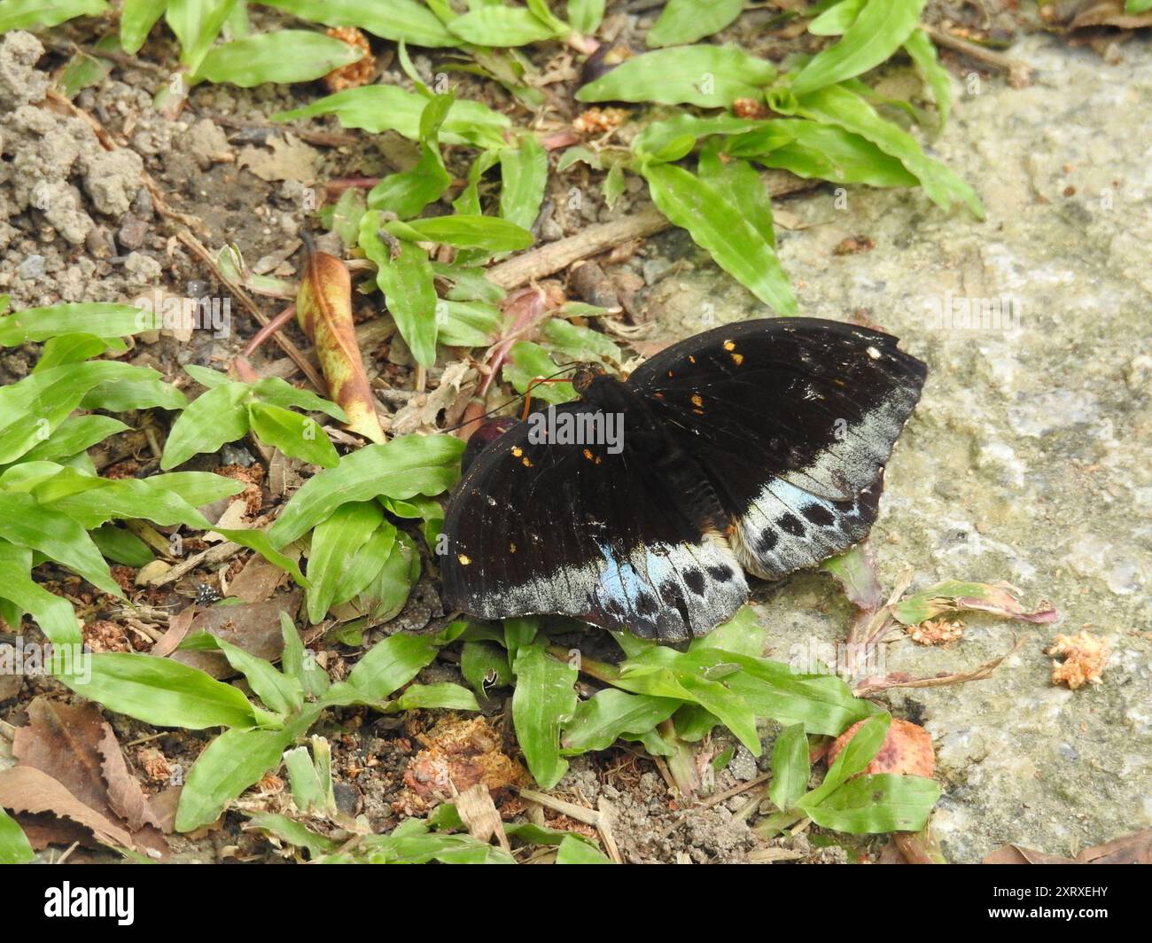 Common Archduke (Lexias pardalis) Insecta Stock Photo - Alamy