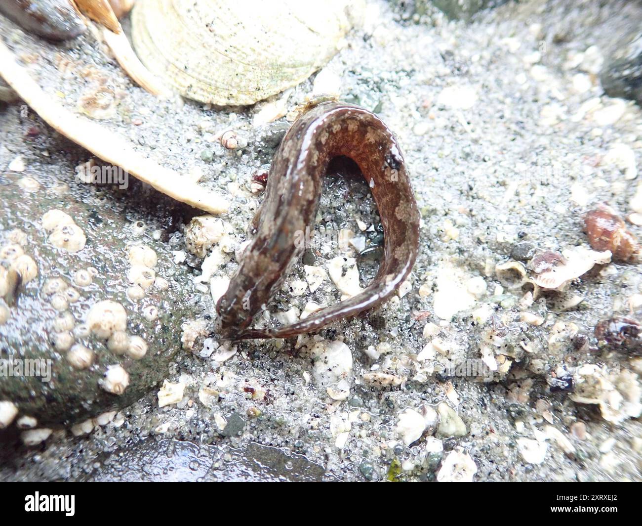 High Cockscomb (Anoplarchus purpurescens) Actinopterygii Stock Photo ...