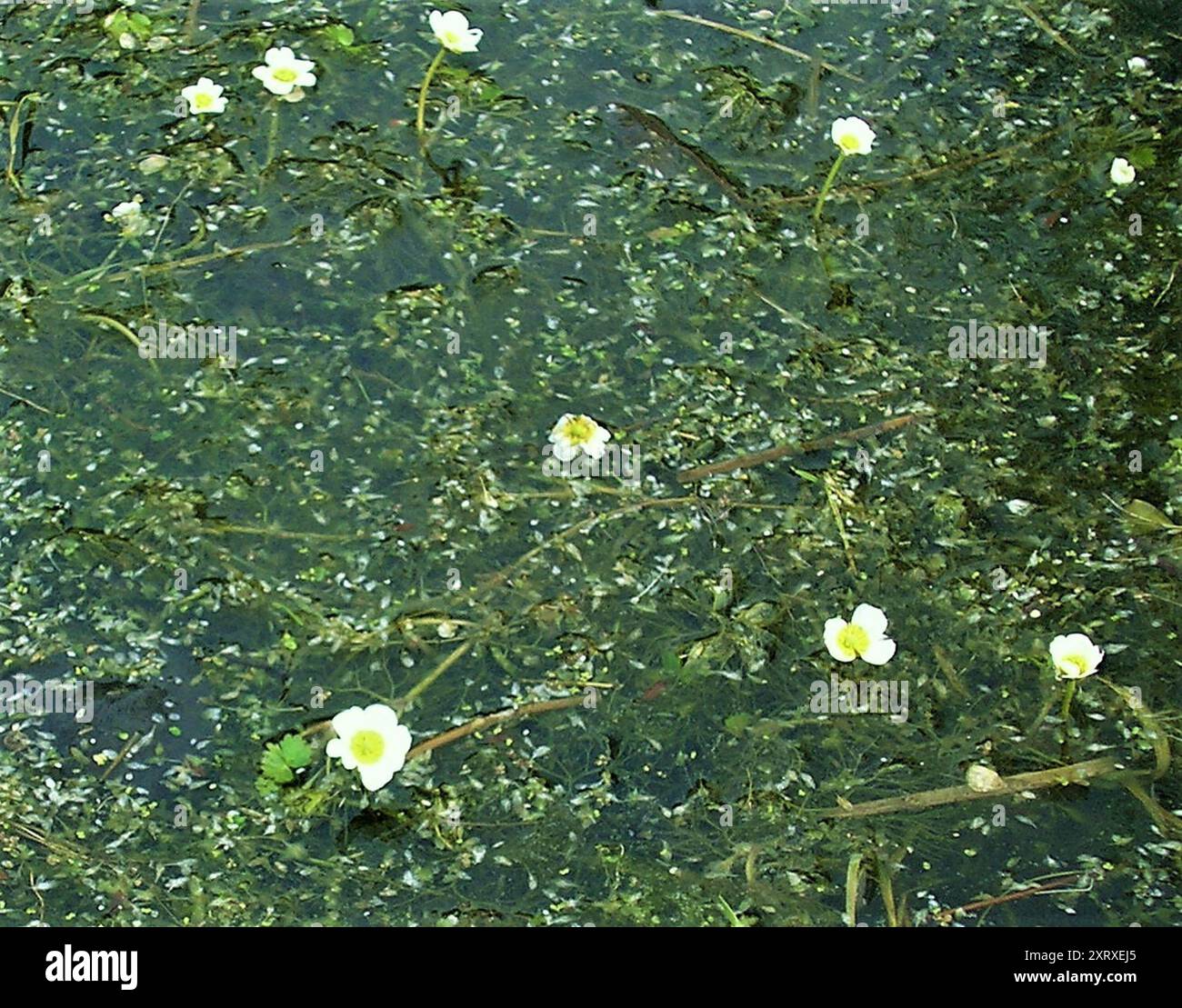 common water-crowfoot (Ranunculus aquatilis) Plantae Stock Photo - Alamy