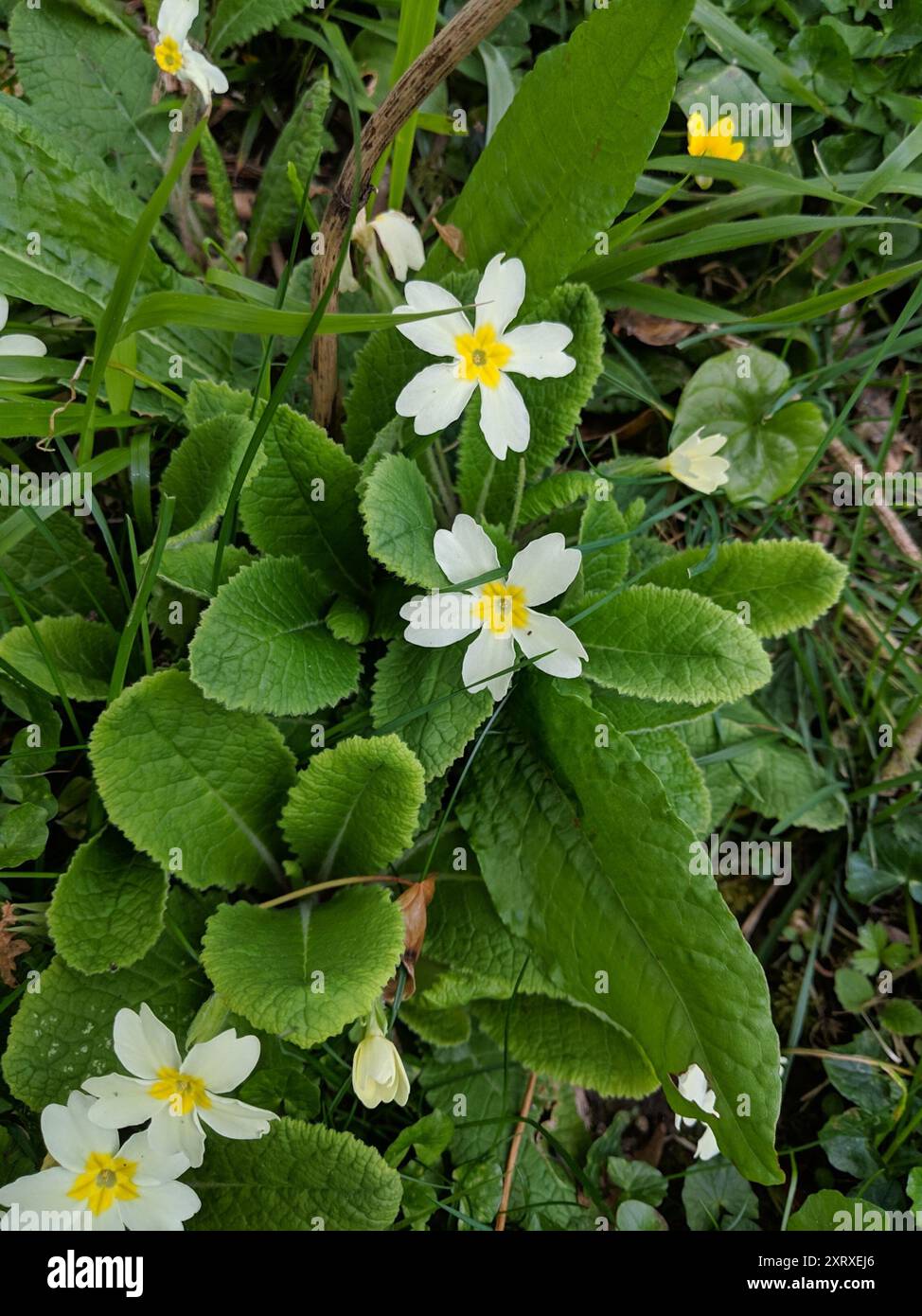 Primulae hi-res stock photography and images - Alamy