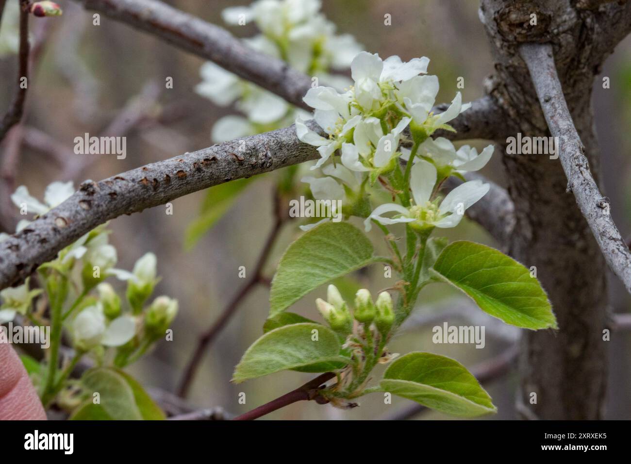 Utah Serviceberry (Amelanchier utahensis) Plantae Stock Photo - Alamy