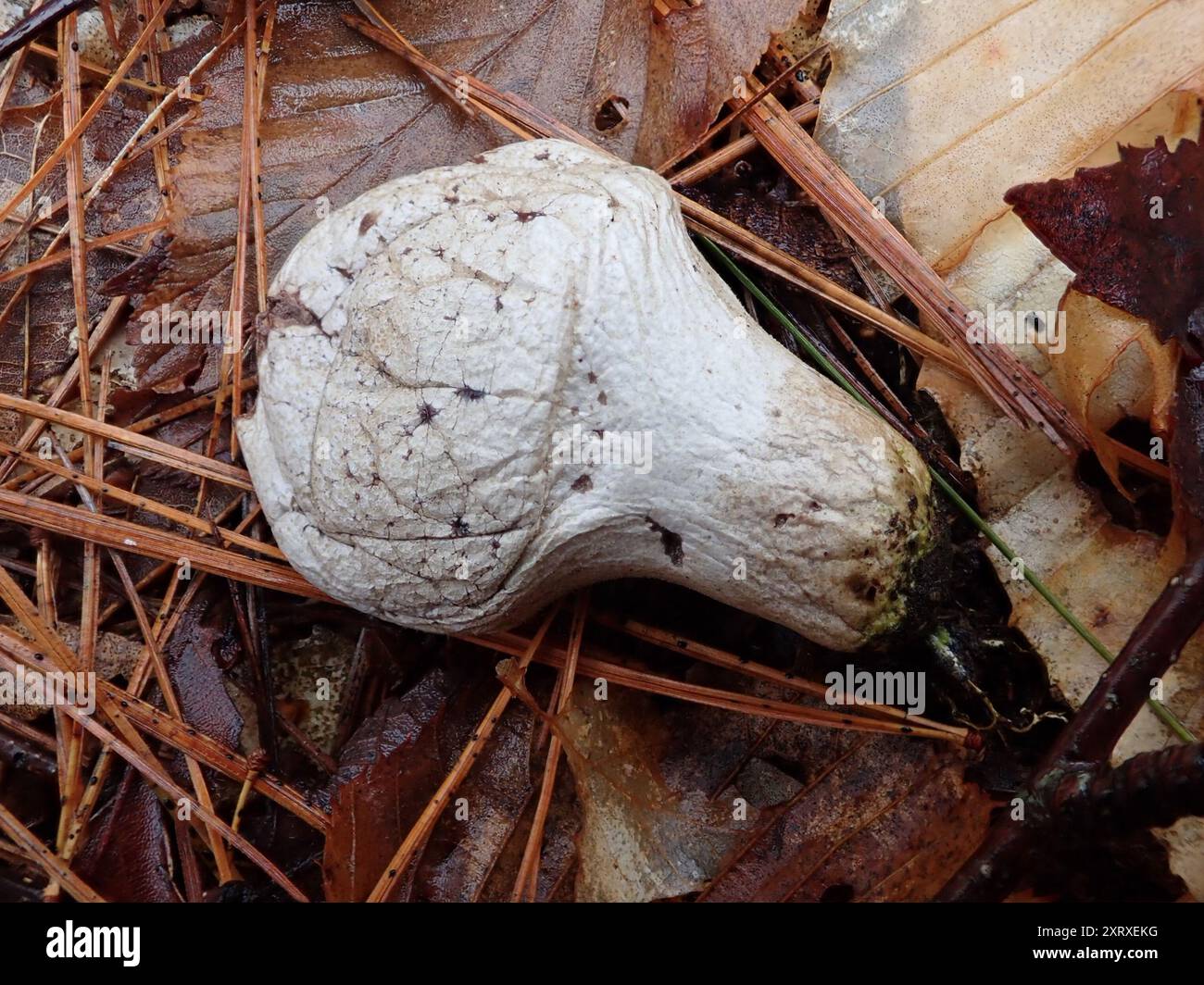 puffballs (Lycoperdaceae) Fungi Stock Photo - Alamy