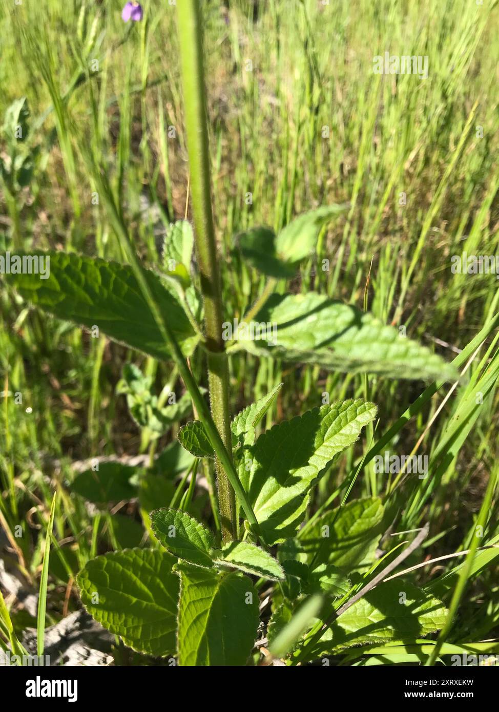 Rough Hedgenettle (Stachys rigida) Plantae Stock Photo - Alamy