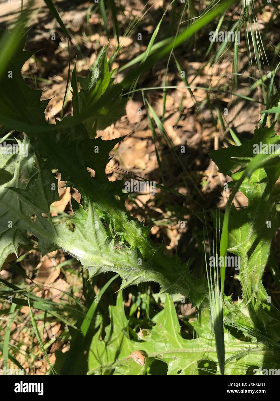 Italian thistle (Carduus pycnocephalus) Plantae Stock Photo - Alamy