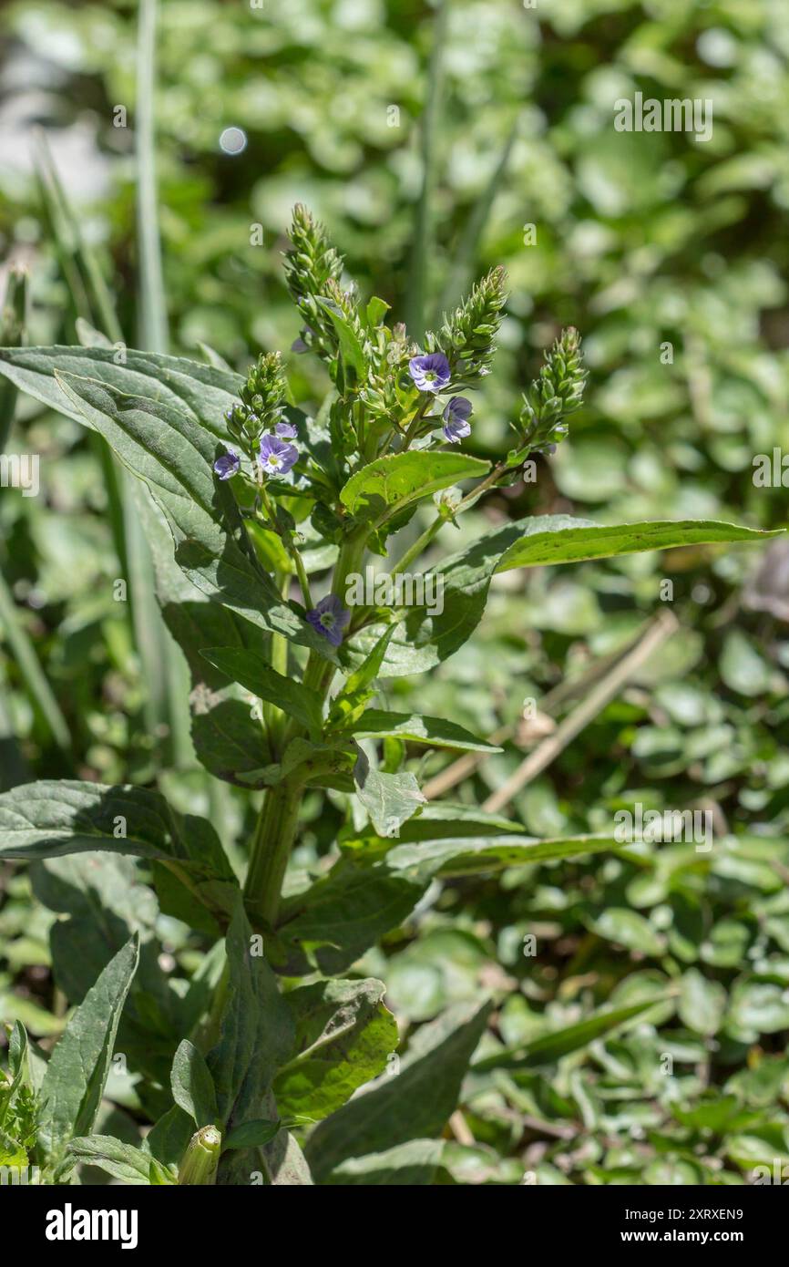 blue water-speedwell (Veronica anagallis-aquatica) Plantae Stock Photo ...